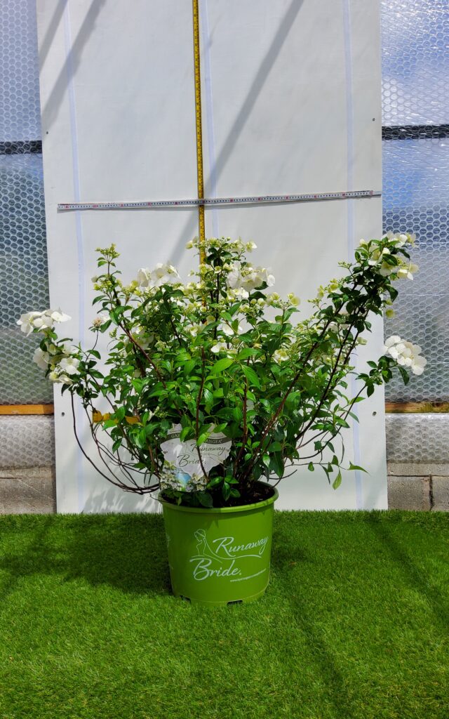 Garland Hydrangea Runaway Bride – Thingwall Nurseries