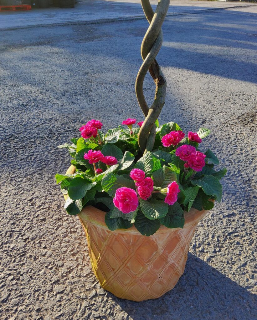 Twisted bay planted with primula – Thingwall Nurseries