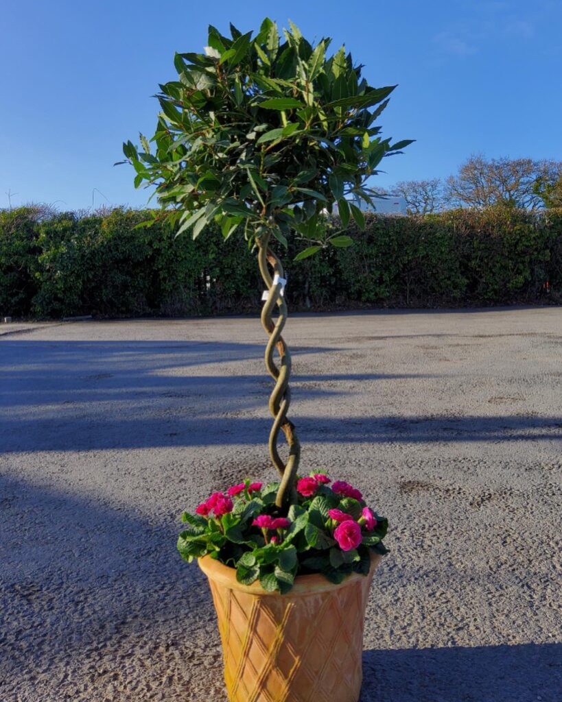 Twisted bay planted with primula – Thingwall Nurseries