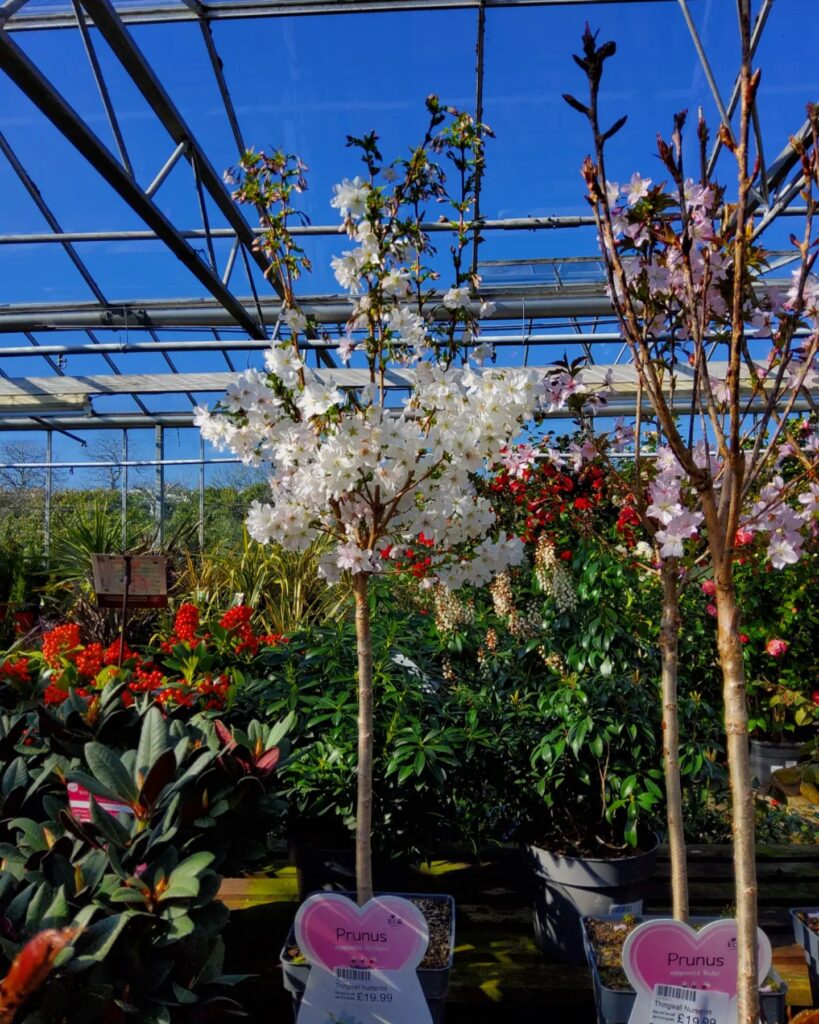 White Prunus – Thingwall Nurseries