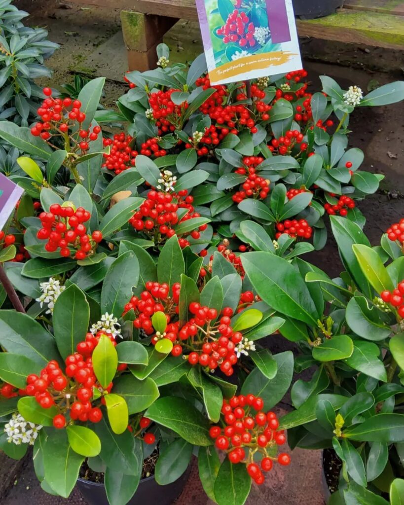 Skimma japonica – Thingwall Nurseries