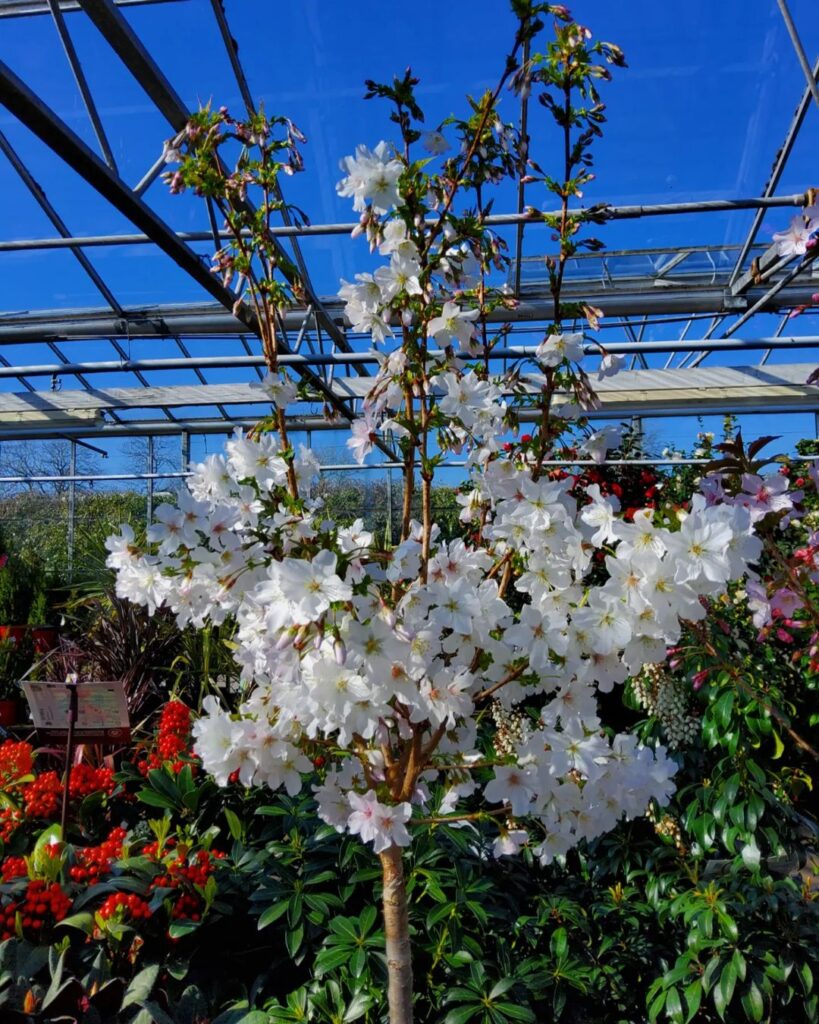 White Prunus – Thingwall Nurseries