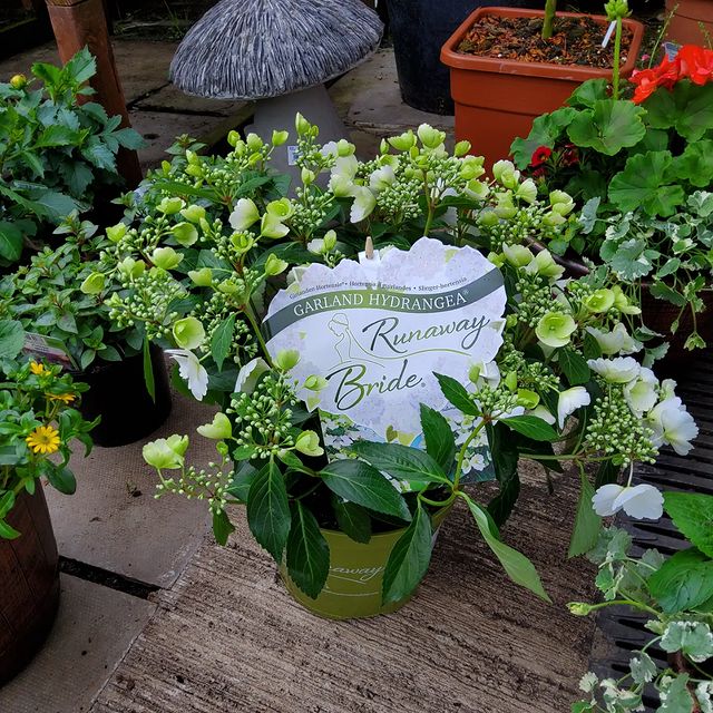 Online Shop – Thingwall Nurseries