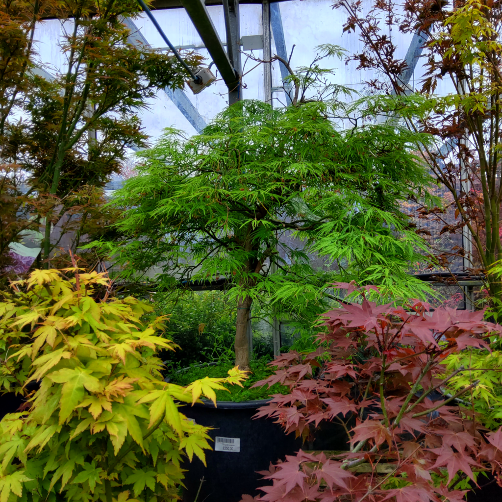 Acer – Thingwall Nurseries
