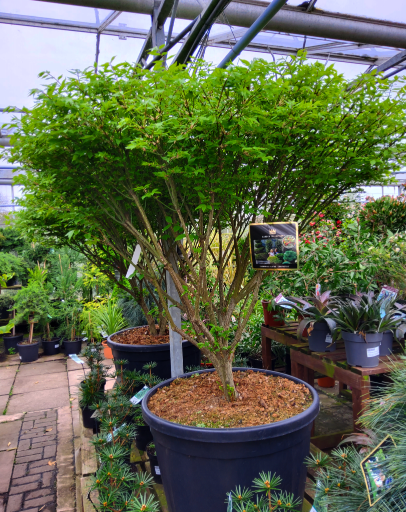 Euonymus alatus compactus – Thingwall Nurseries