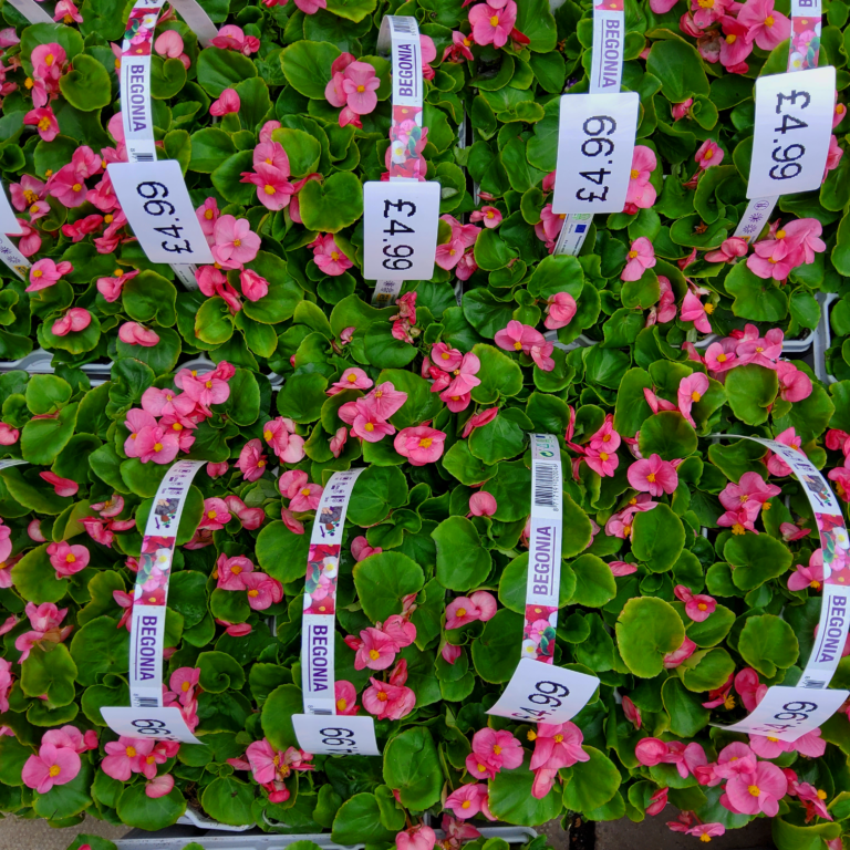 Begonia – Thingwall Nurseries