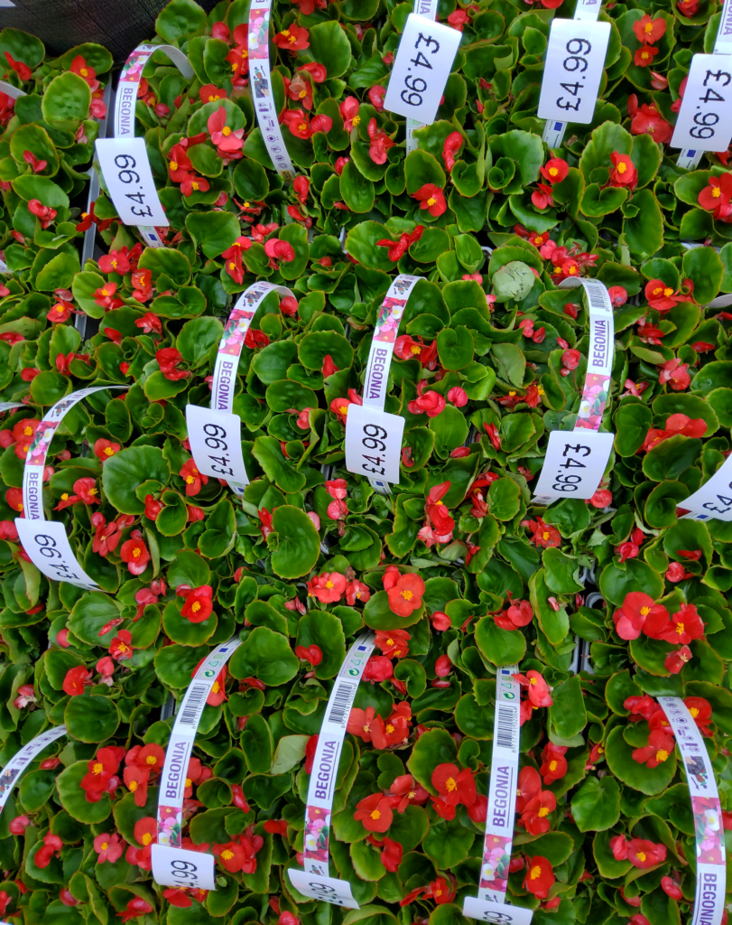Begonia – Thingwall Nurseries