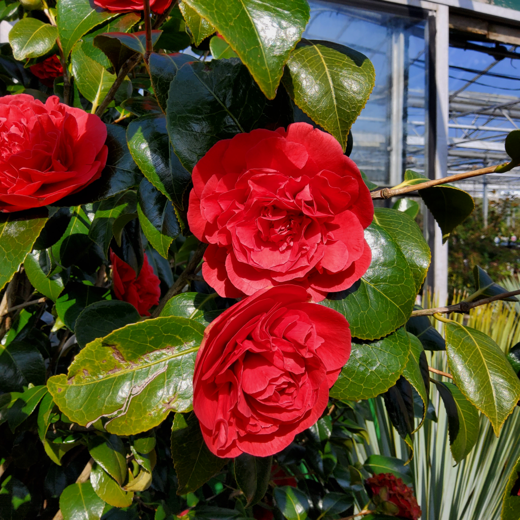 Camellia – Thingwall Nurseries