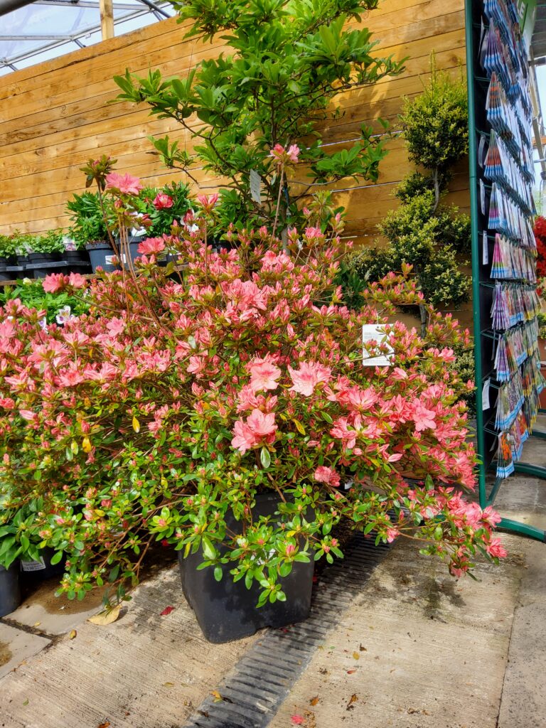 Azalea Japonica (Blaauw’s Pink) – Thingwall Nurseries