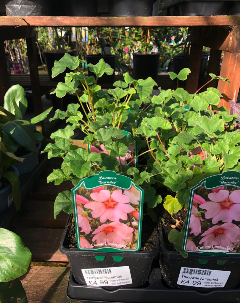 Lavatera – Thingwall Nurseries