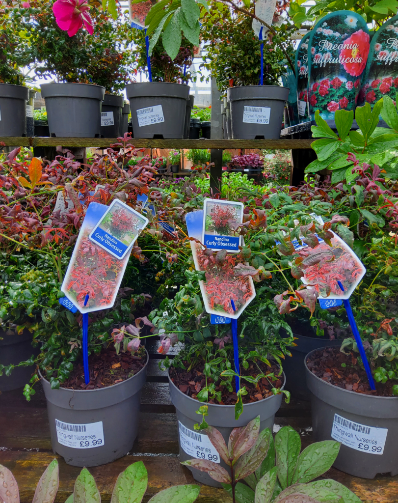 Nandina Curly Obsessed – Thingwall Nurseries