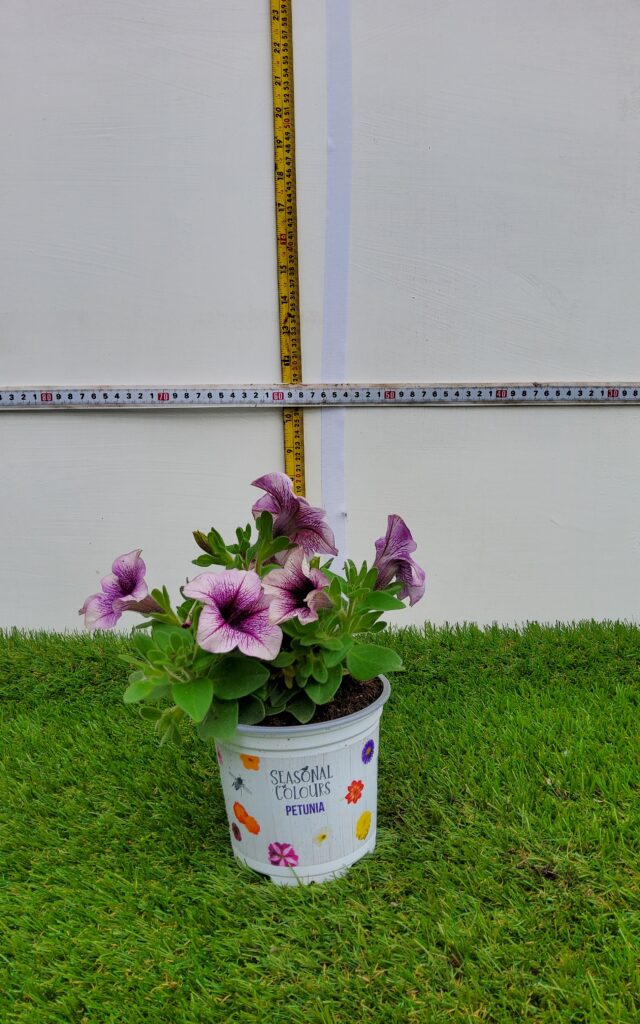Petunia Violet and white – Thingwall Nurseries