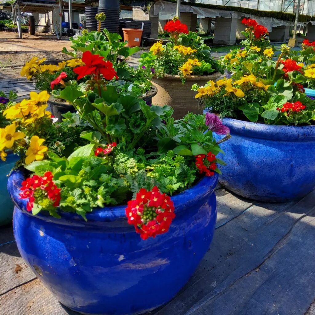 Plants – Thingwall Nurseries