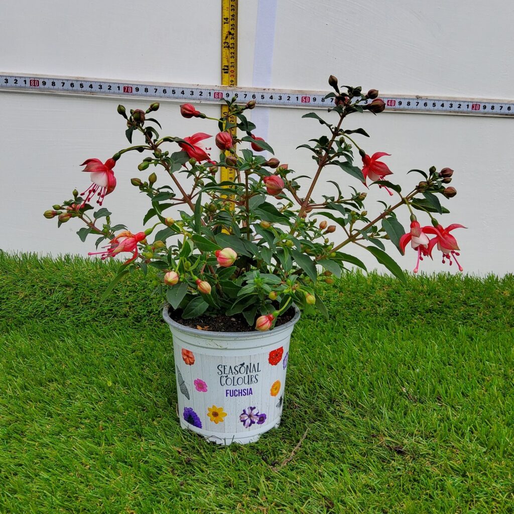Fuchsia – Thingwall Nurseries